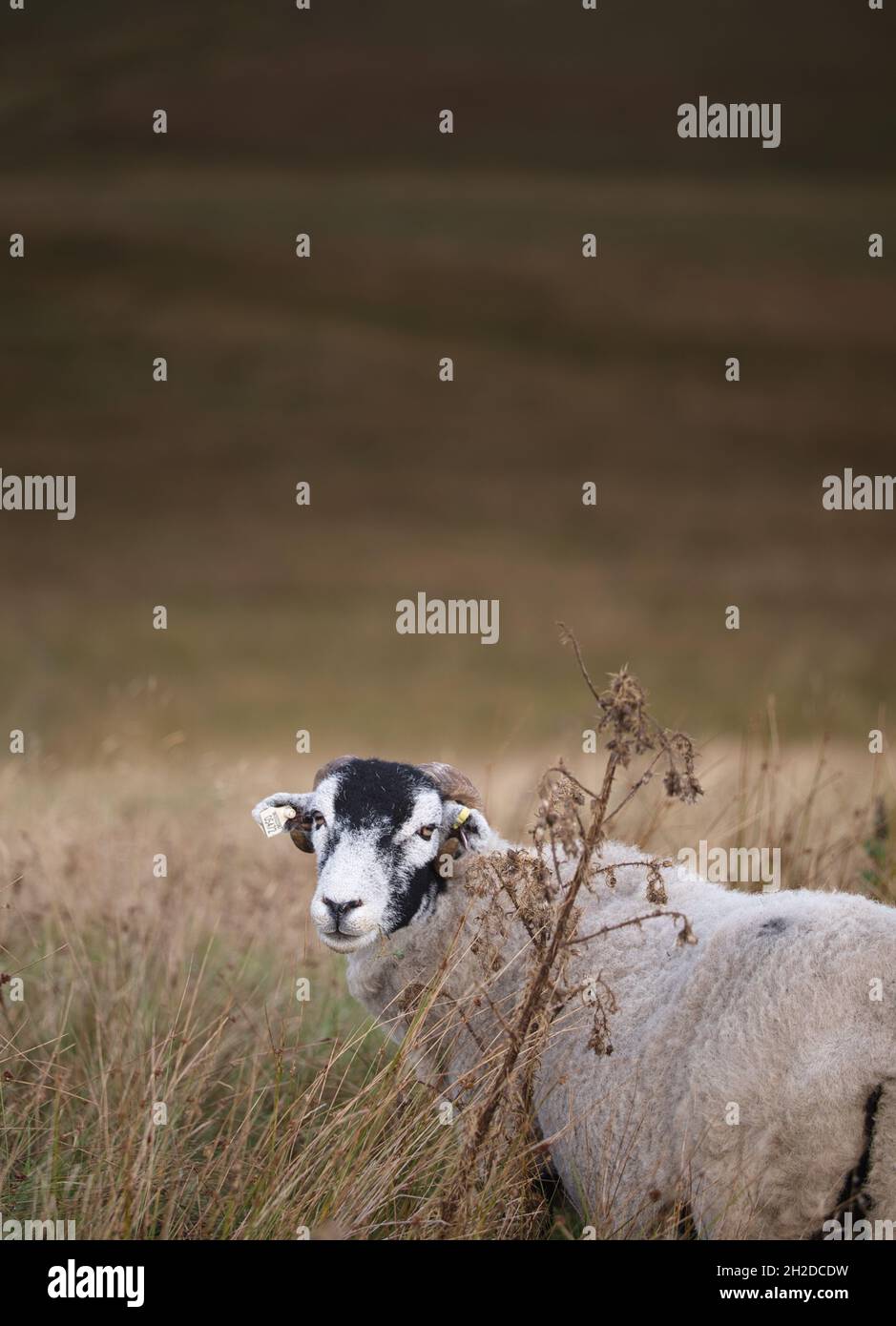 Hardy sheep breed hi-res stock photography and images - Alamy