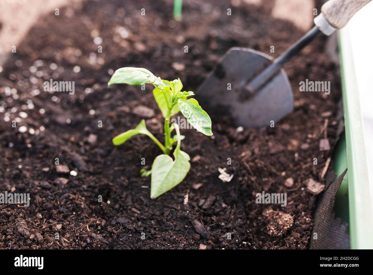 Small Bell Pepper Seedling in the Soil next to a Trowel Stock Photo - Alamy