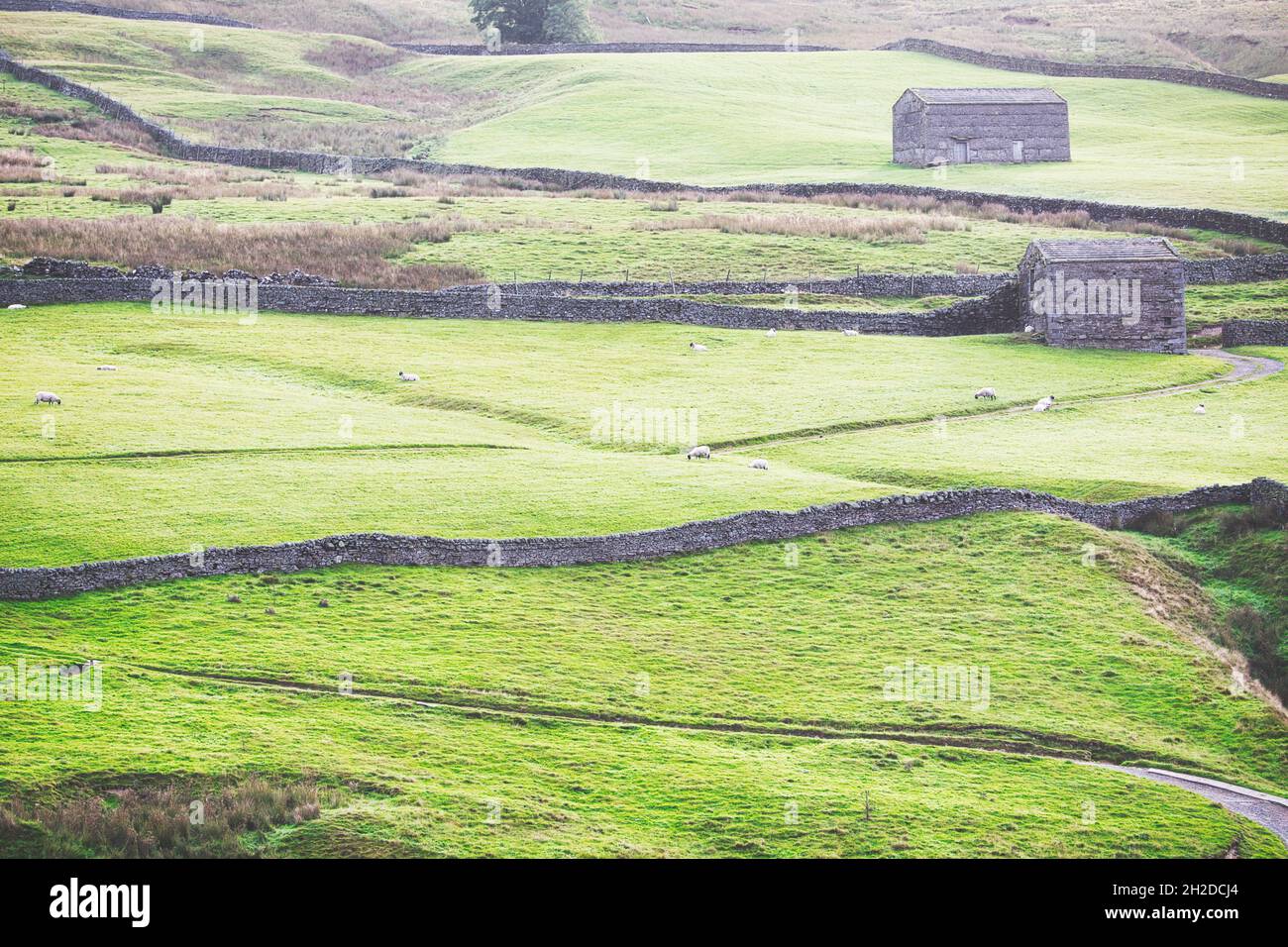 Stone barns, dry stone walls and farmland in Swaledale, Yorkshire Dales ...