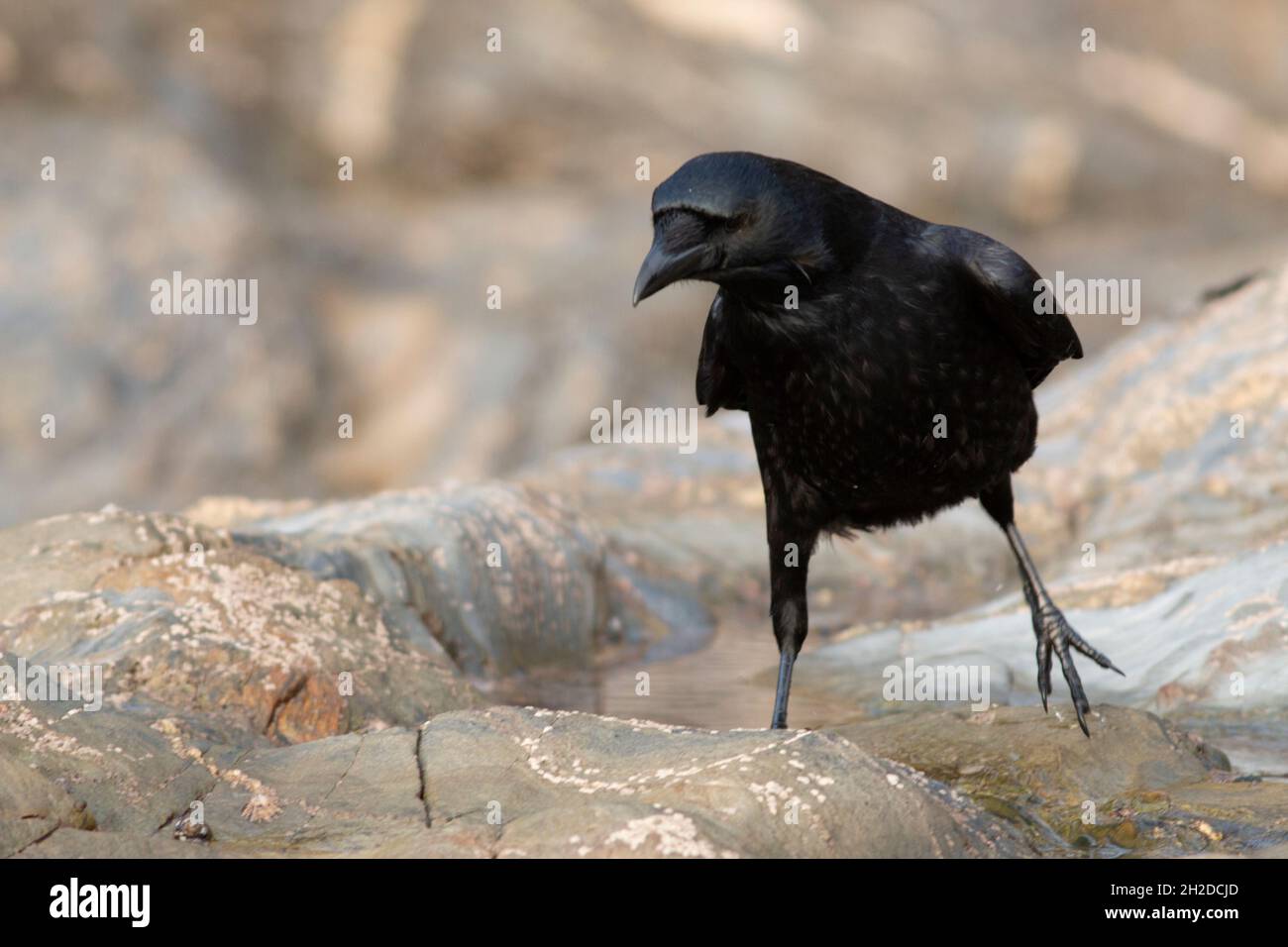 Bird on pathway hi-res stock photography and images - Alamy