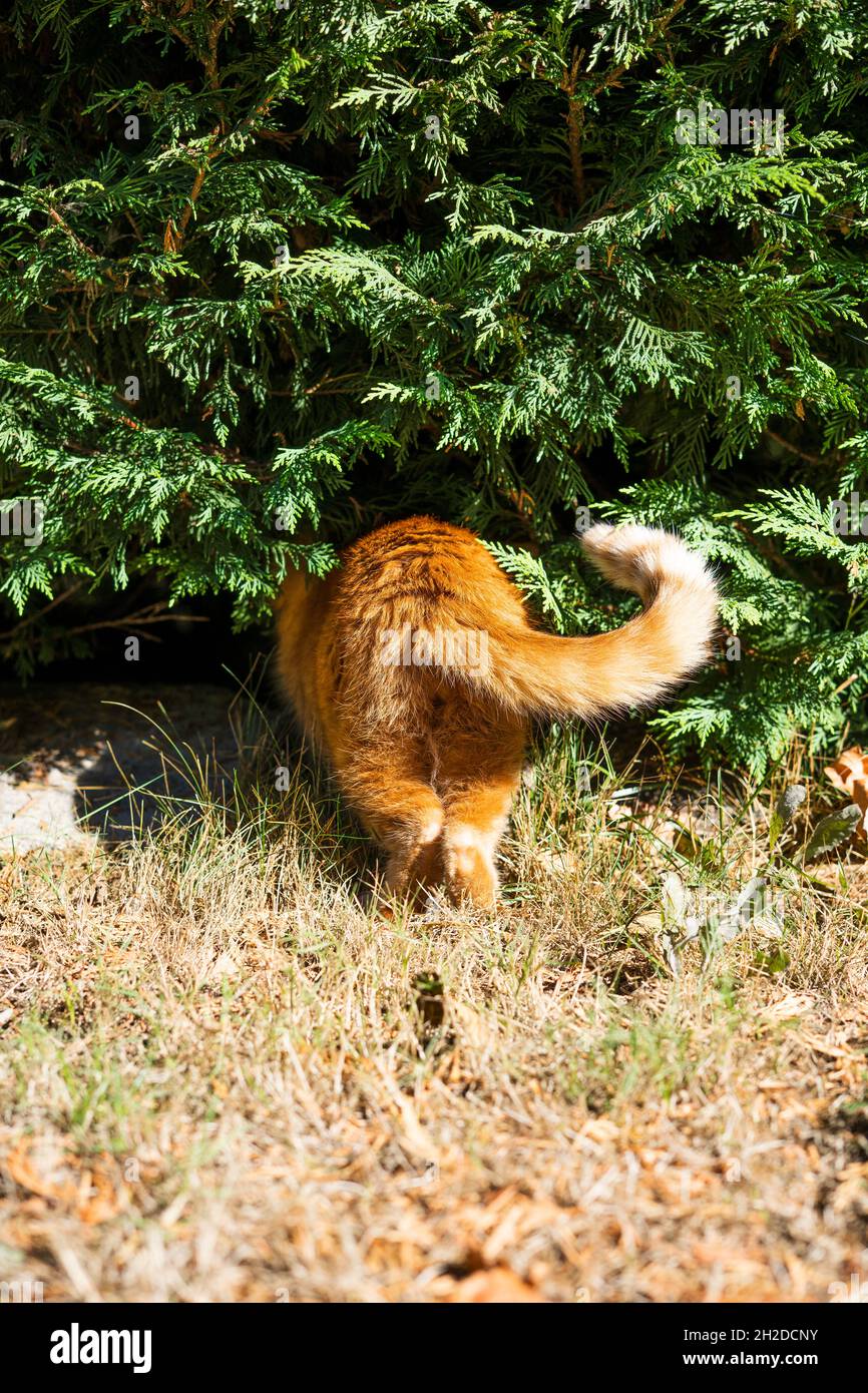 Show backside hi-res stock photography and images - Alamy