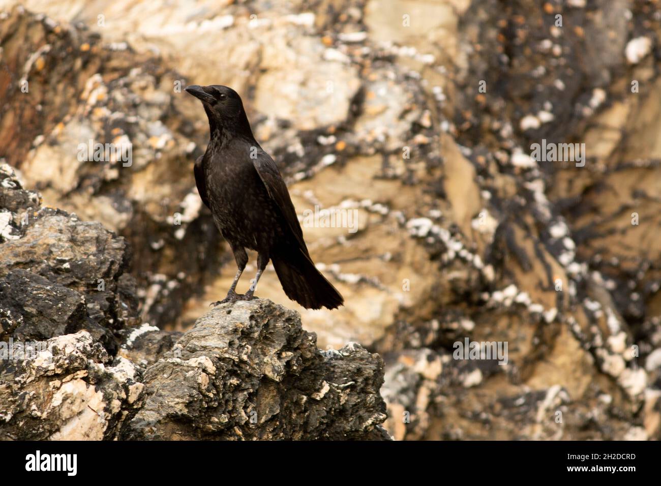 Bird countryside hi-res stock photography and images - Alamy