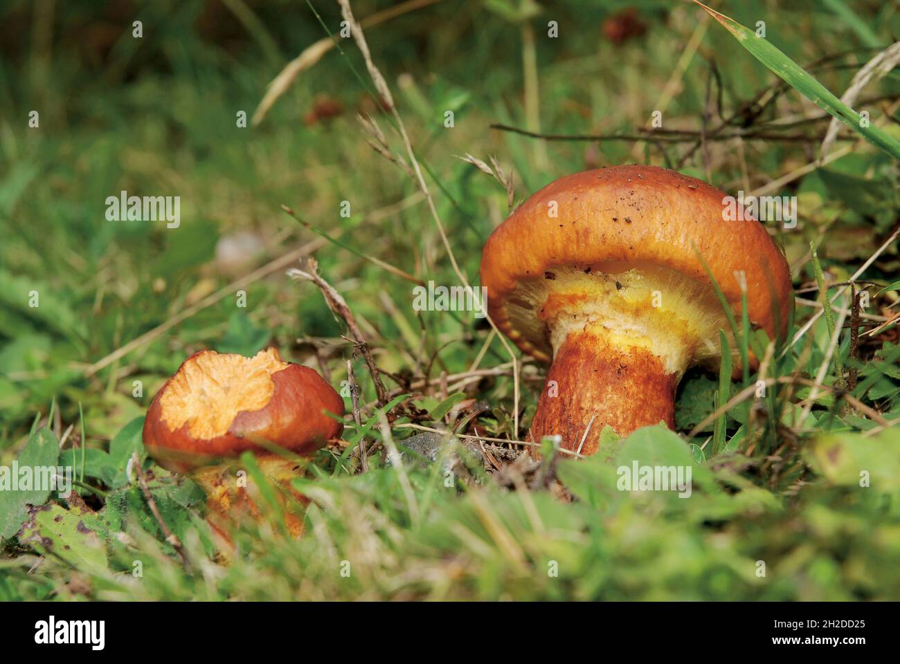 Boletus elegans hi-res stock photography and images - Alamy