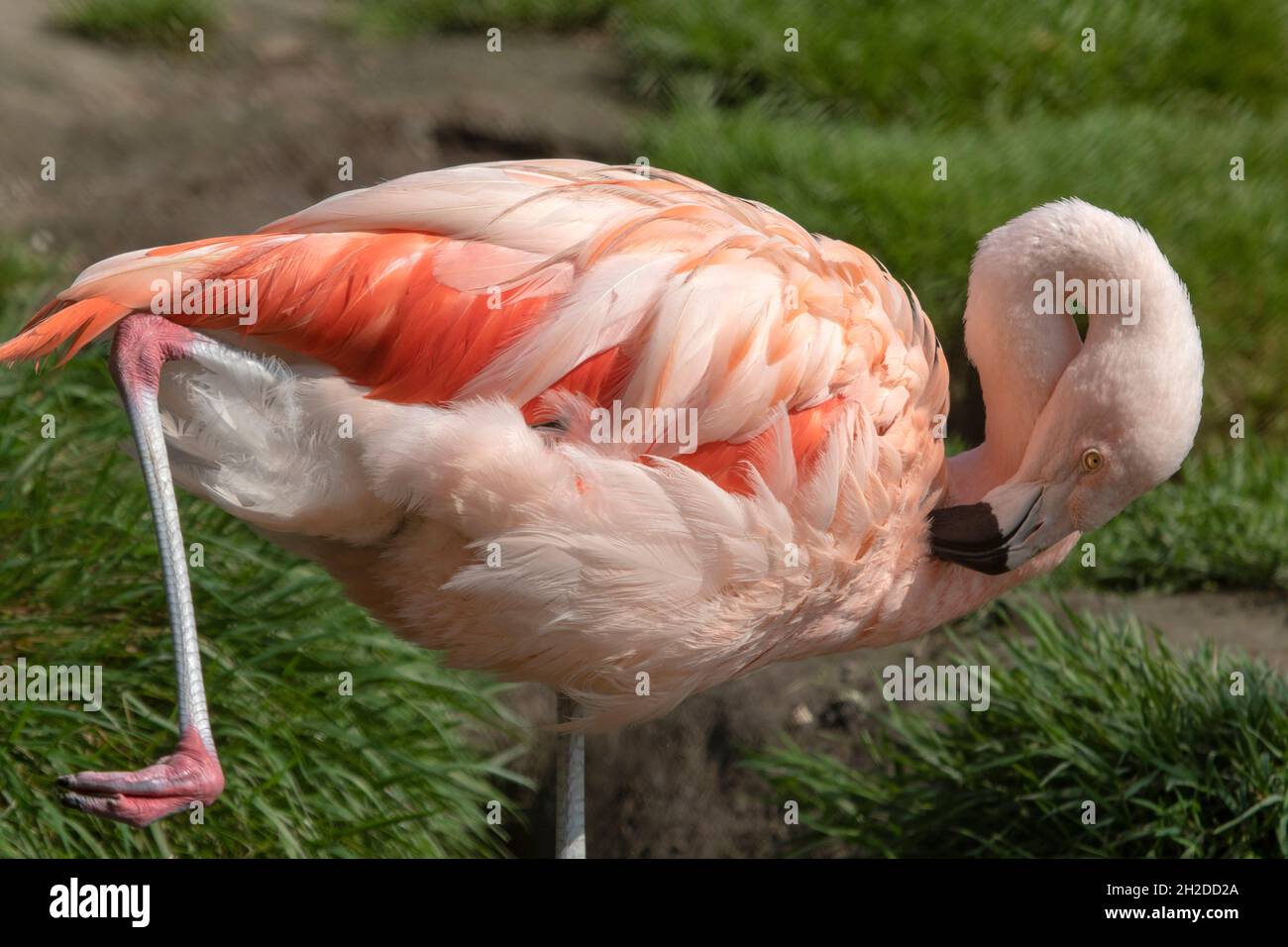 Beautifullyl pink flamingo birds in nature Stock Photo - Alamy