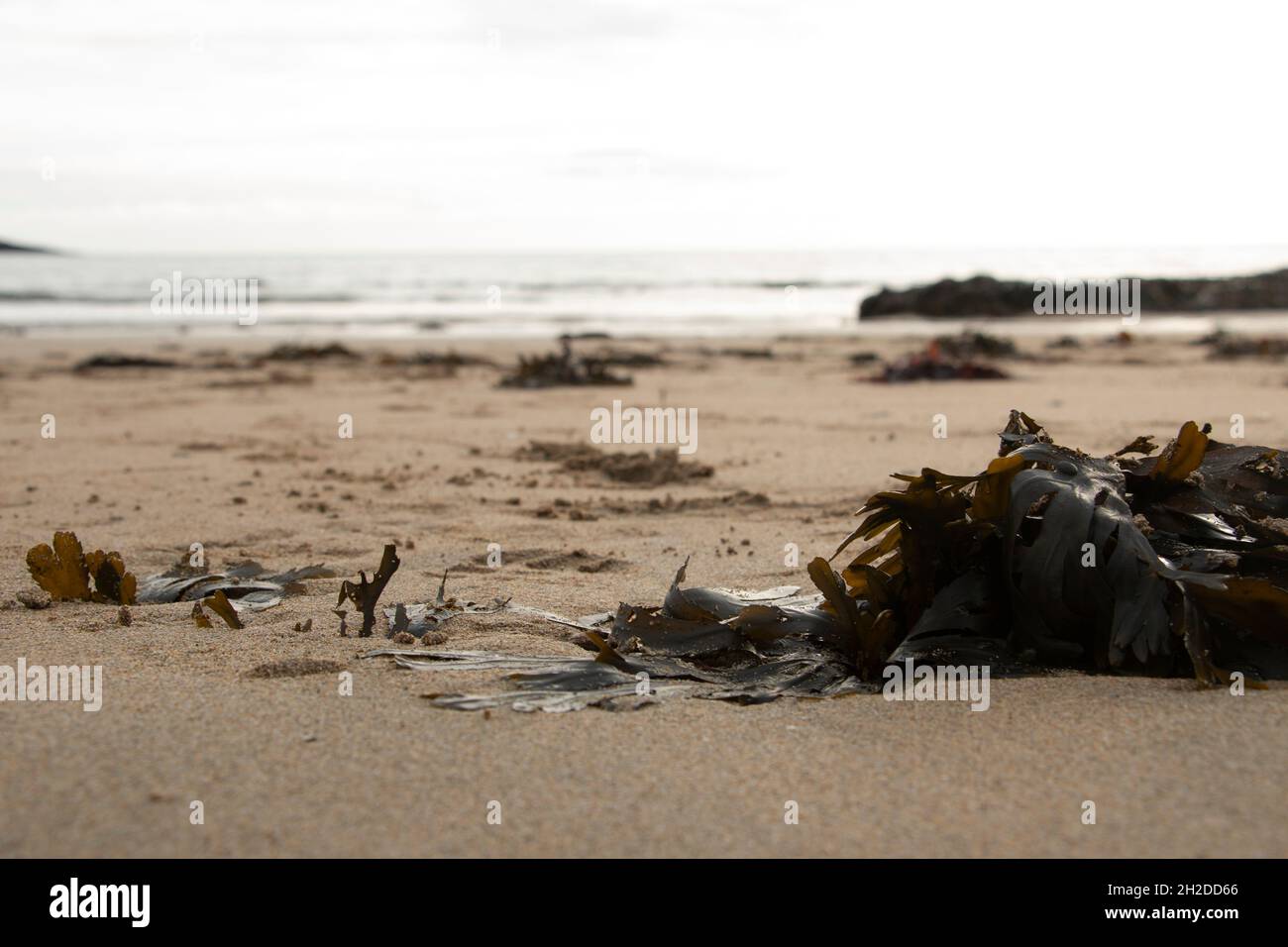 Seaweed environment seashore coast hi-res stock photography and images ...