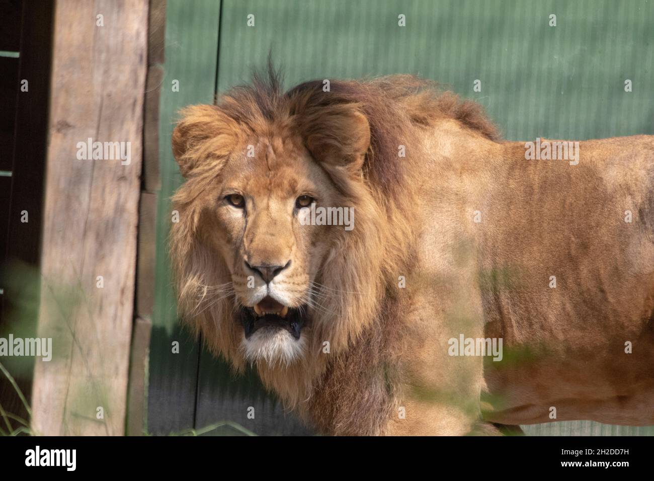 Big Male lion with beautiful mane in the zoo Stock Photo - Alamy