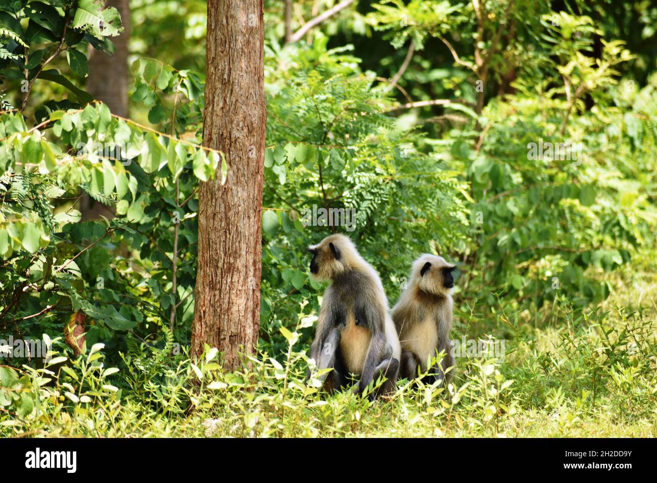 Javan surili monkeys in their natural habitat Stock Photo - Alamy
