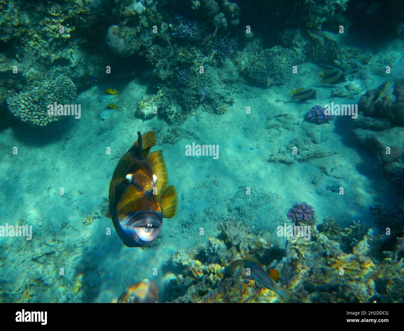 Riesen-Drückerfisch oderTitan-Drückerfisch / Titan triggerfish or Giant ...