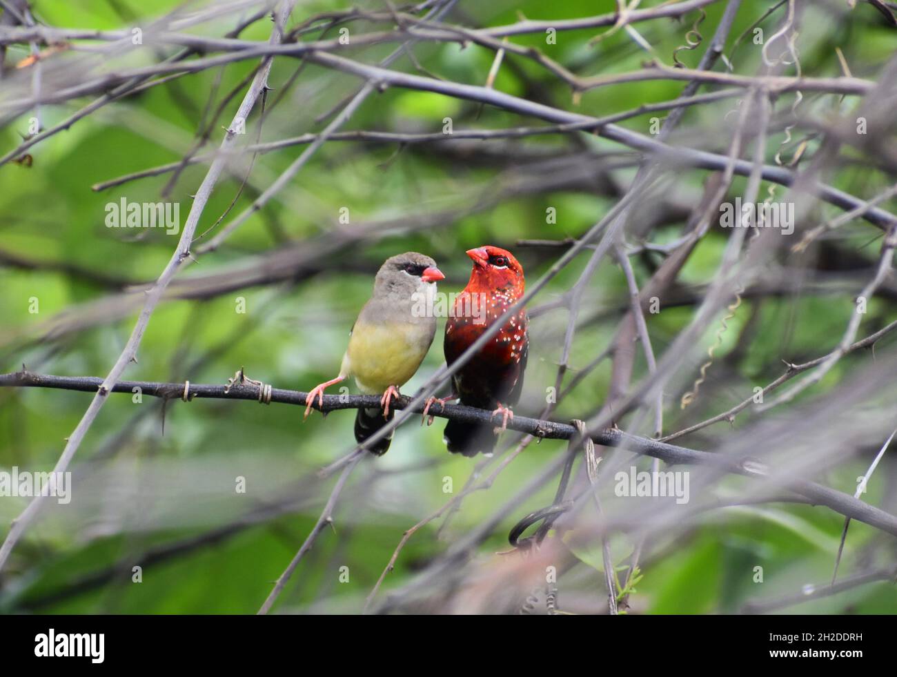 Red avadavats on a tree twig Stock Photo - Alamy