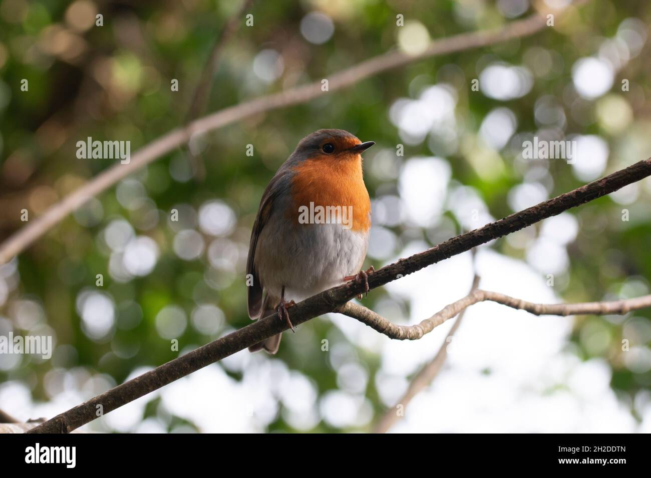 Singing robin, summer hi-res stock photography and images - Alamy