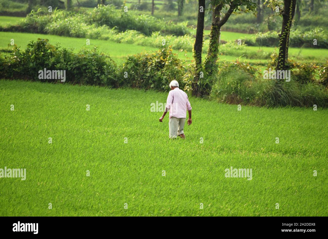 Man observing his standing crop Stock Photo - Alamy