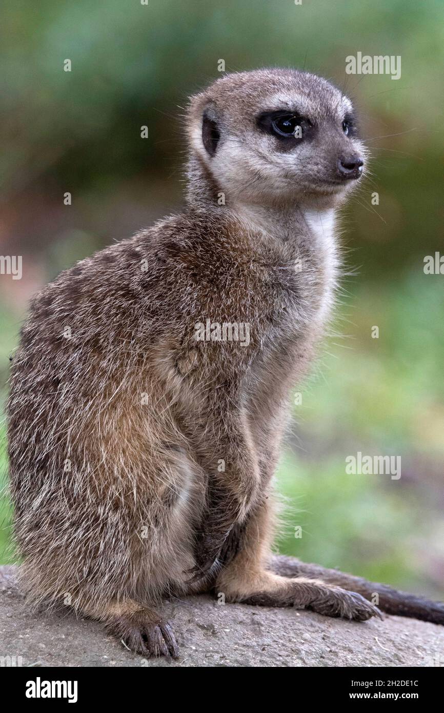 Meerkats looking out, one sitting and one standing Stock Photo - Alamy