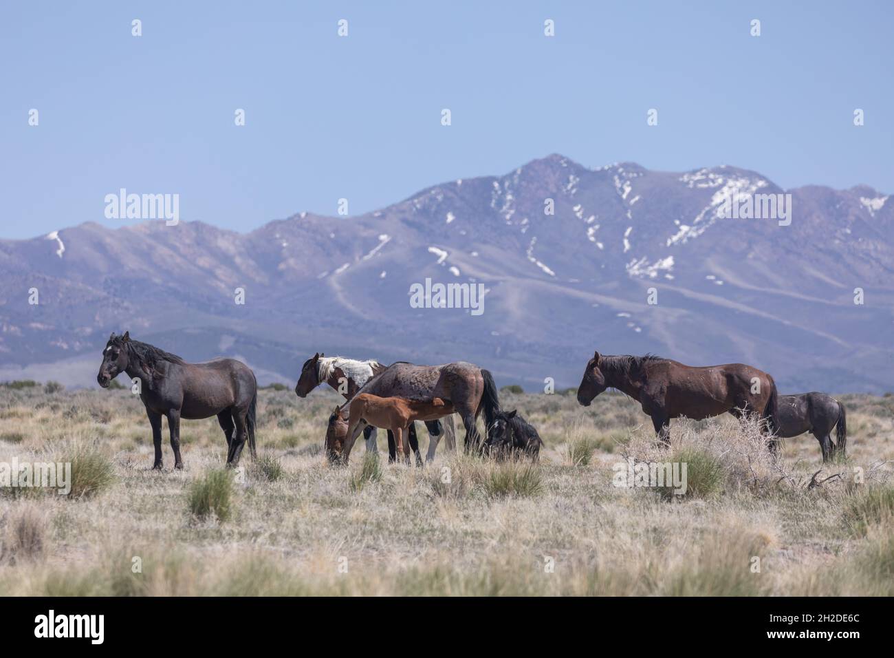 Beautiful Wild Horses in the Utah Desert in Spring Stock Photo - Alamy