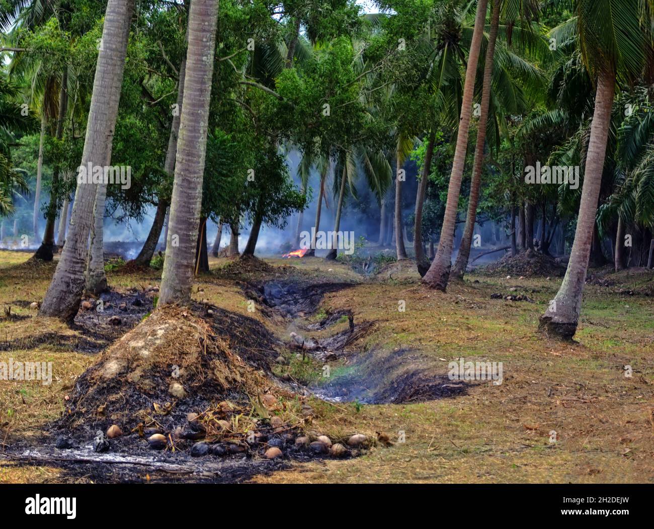 Palm grove after burning deciduous debris. The cocoanuts are burnt ...