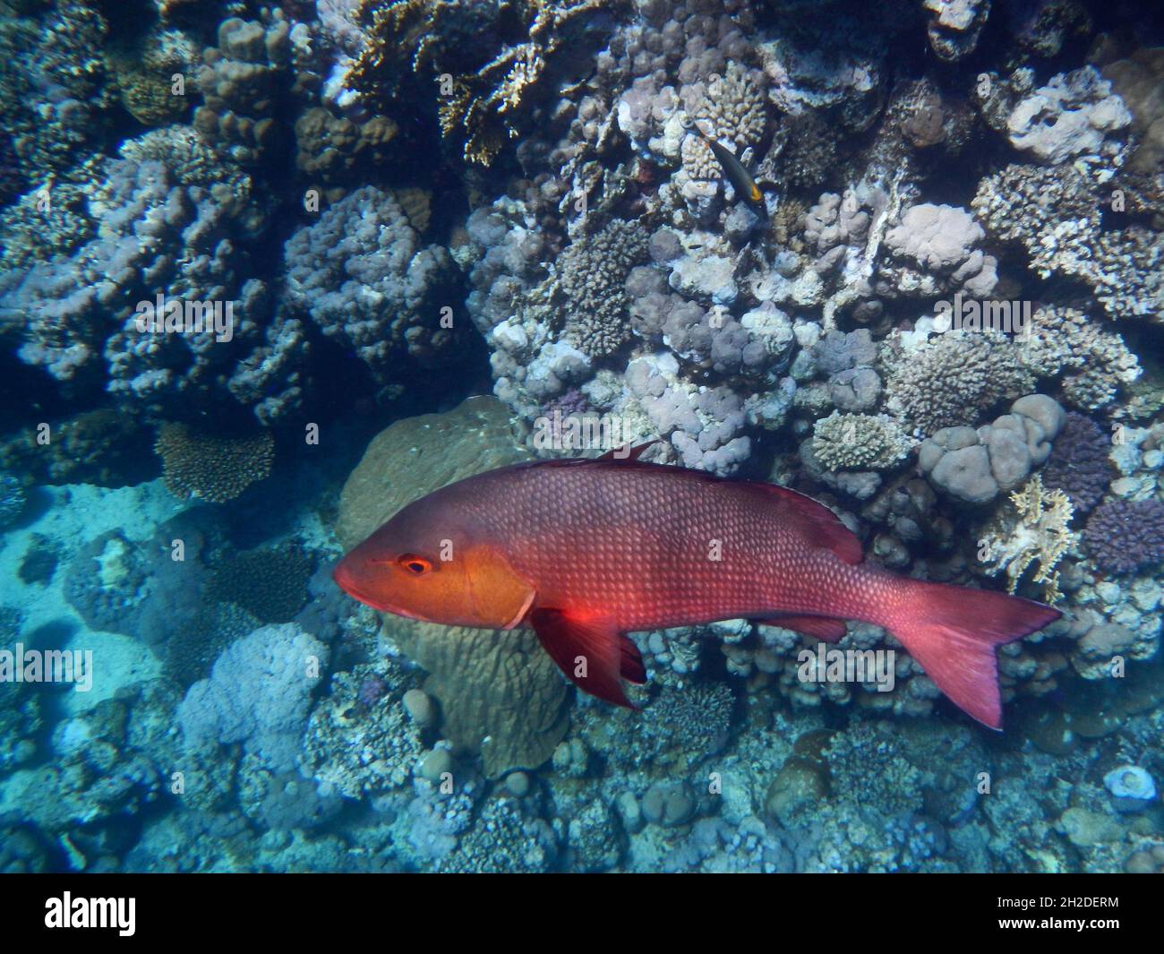 Two spot red snapper hi-res stock photography and images - Alamy