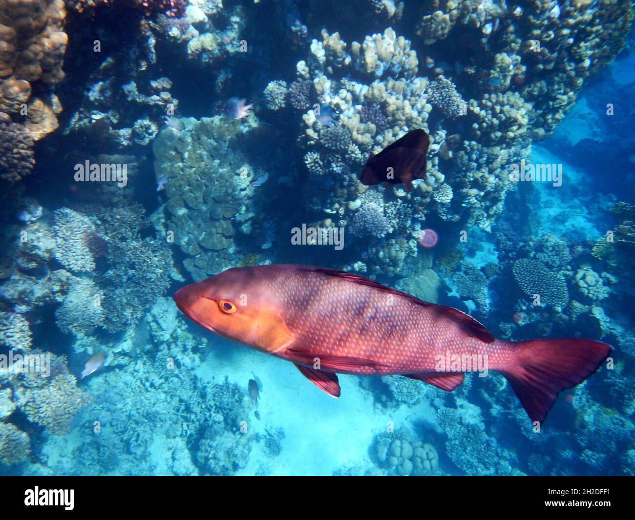 Kupferschnapper oder Doppelfleck-Schnapper / Two-spot red snapper or ...