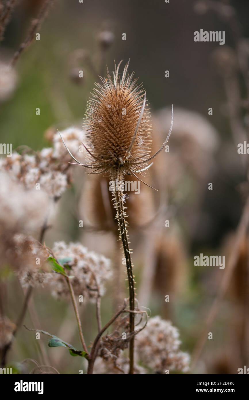 Agricultural portraits hi-res stock photography and images - Alamy
