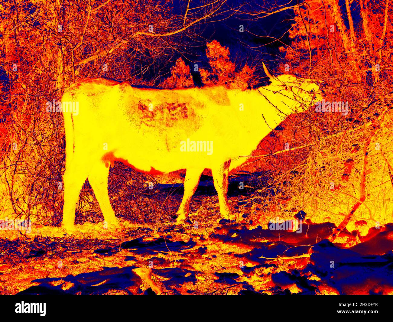 Cows in Caucasus live are often on separate pasture. Scanning animal's ...