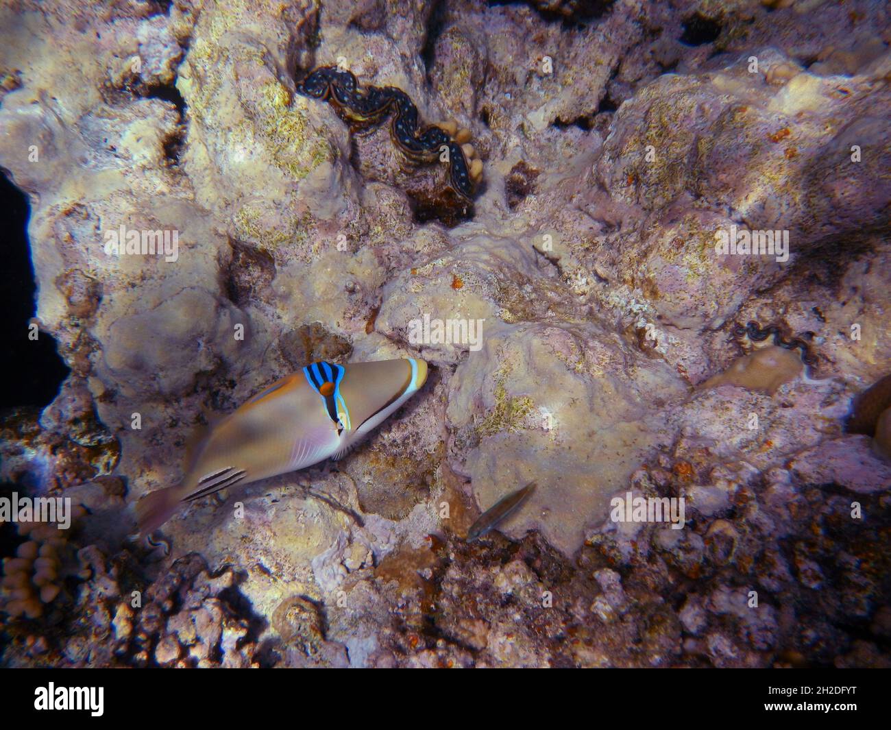 Picasso fisch hi-res stock photography and images - Alamy