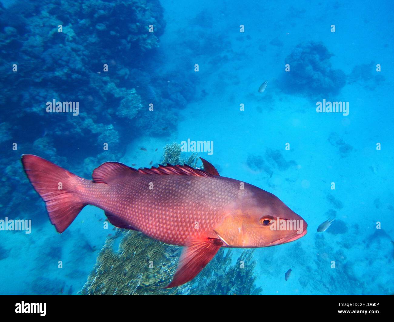 Kupferschnapper oder Doppelfleck-Schnapper / Two-spot red snapper or ...
