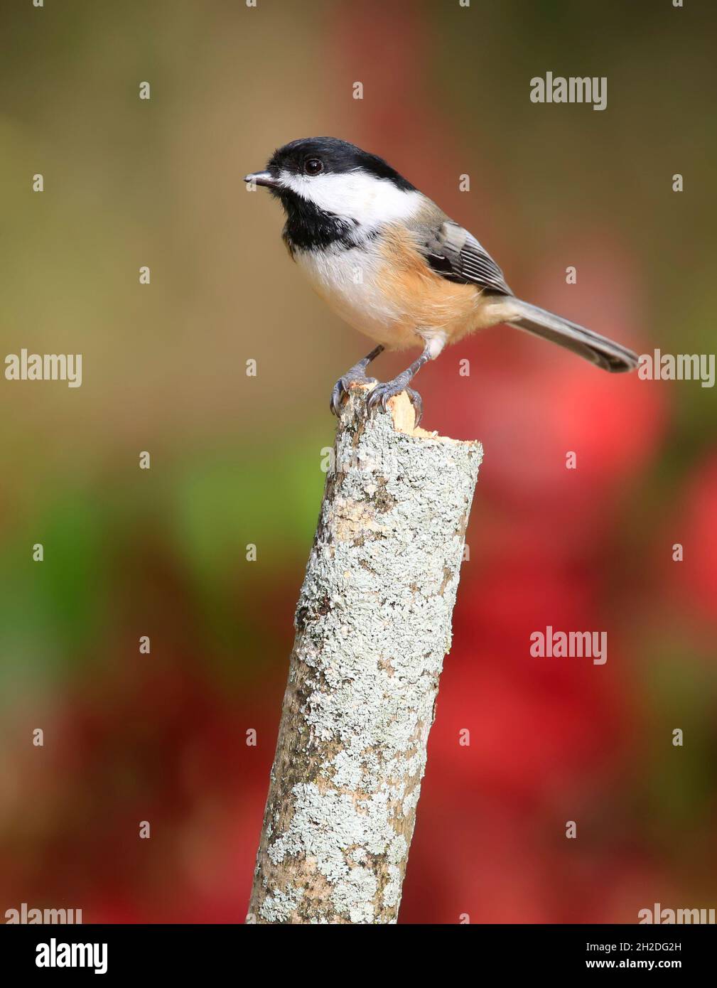Black-capped Chickadee sitting on a branch with colorful background ...