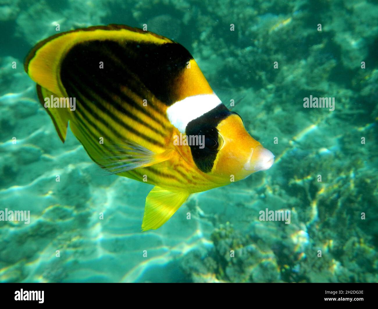 Tabak-Falterfisch / Diagonal butterflyfish or Red Sea raccoon ...