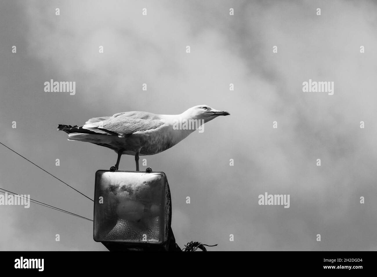 Scary seagull Black and White Stock Photos & Images - Alamy