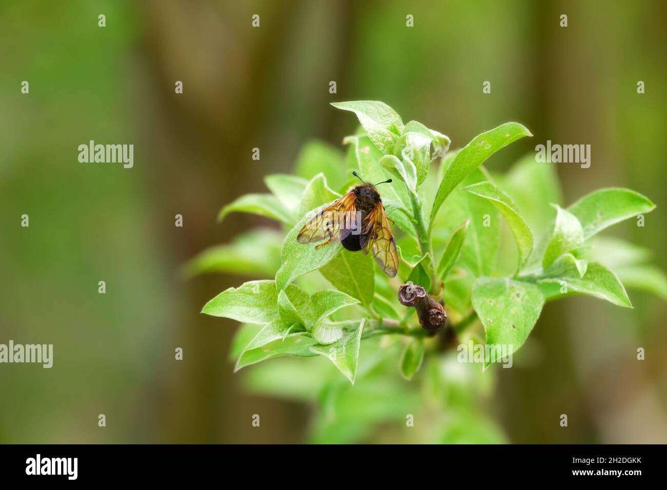 Sawfly (Pseudoclavellaria amerinae) (Cimbex sp.) sits on young willow ...