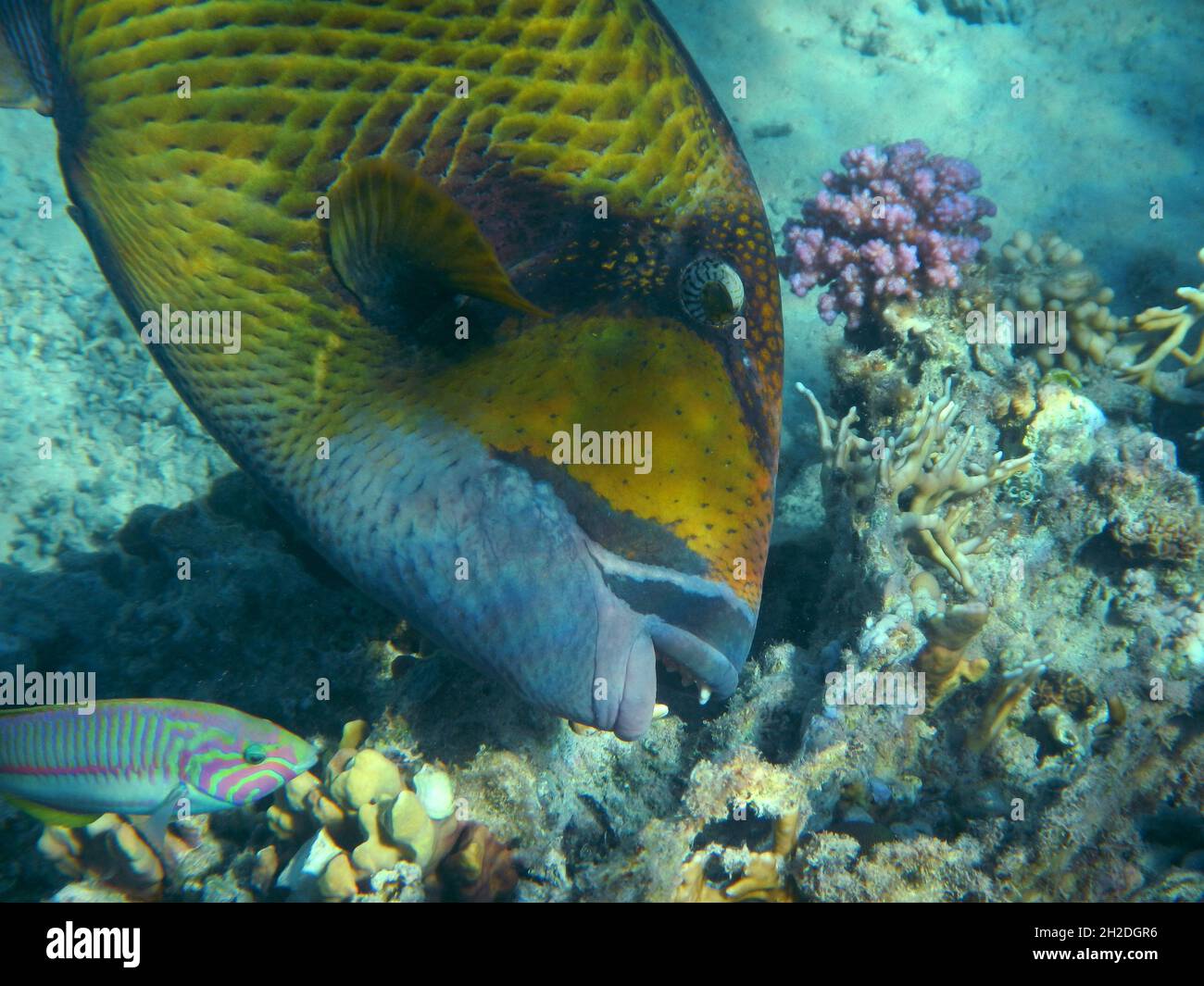 Riesen-Drückerfisch oderTitan-Drückerfisch / Titan triggerfish or Giant ...