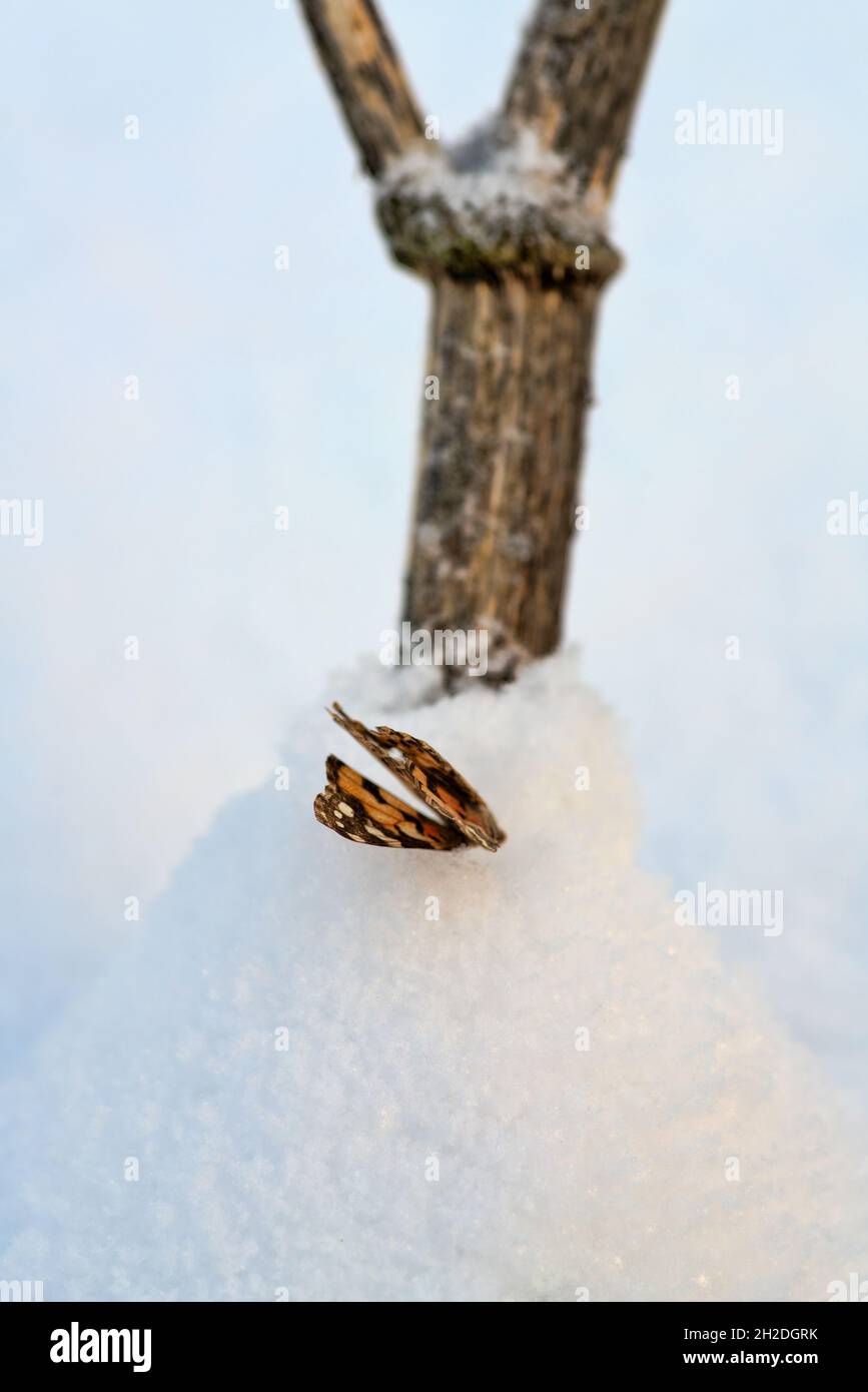 Death of insects. Winter is not compatible with life of environment ...