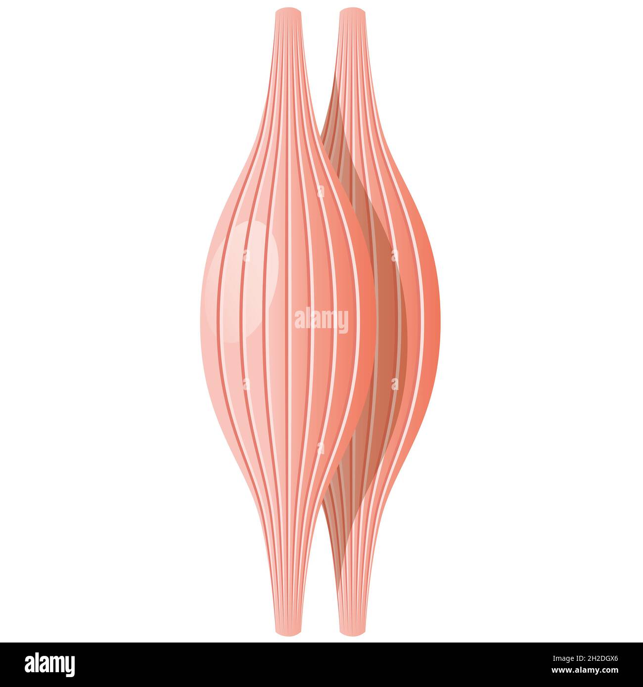 Muscles. Biceps. Icon. Flat design. Workout. Fitness. Illustration ...