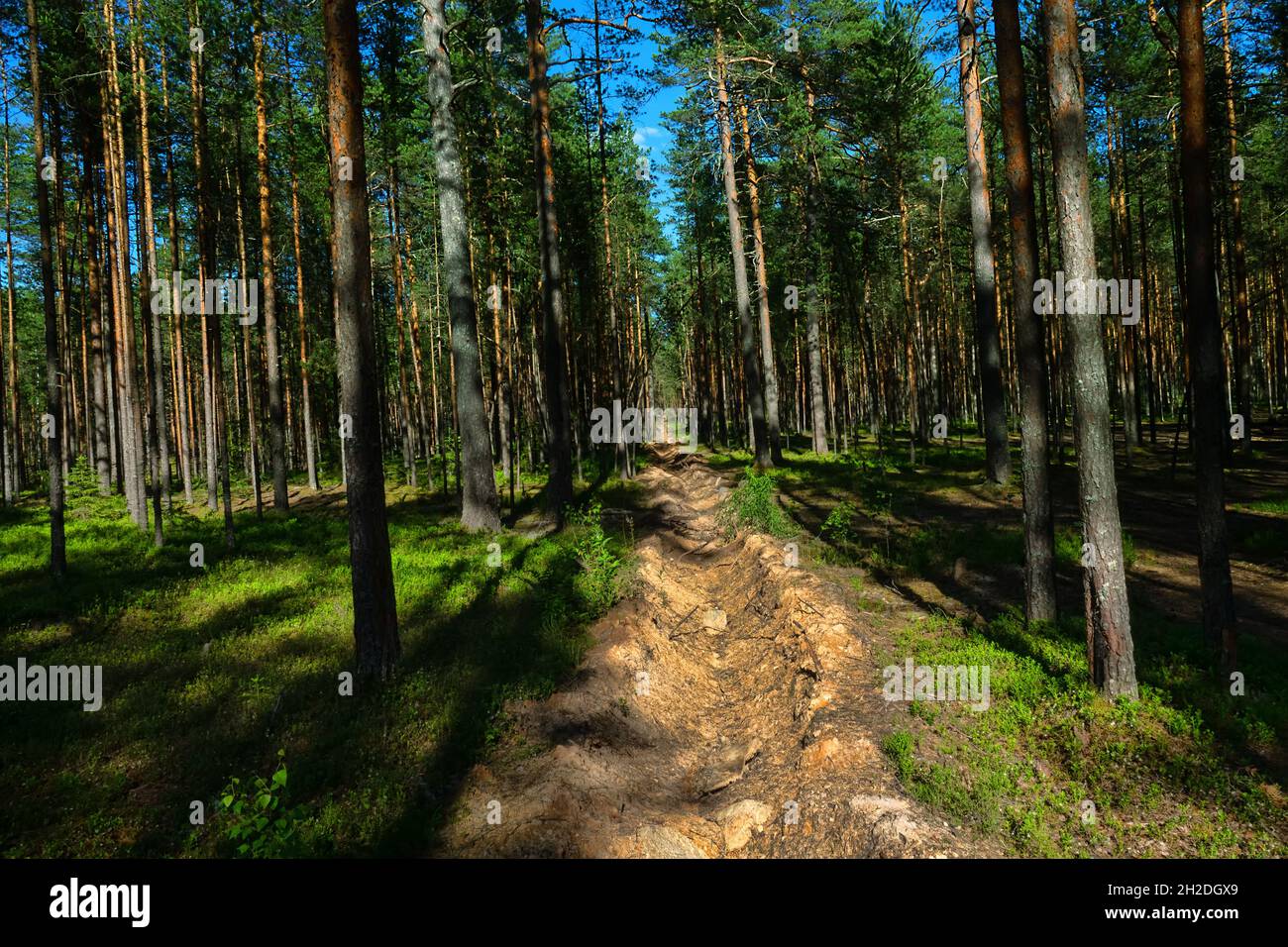 Forest protection strip passes through pine forest and is designed stop ...