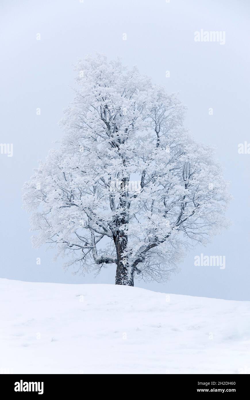 Wintry nature in the austrian alps Stock Photo - Alamy