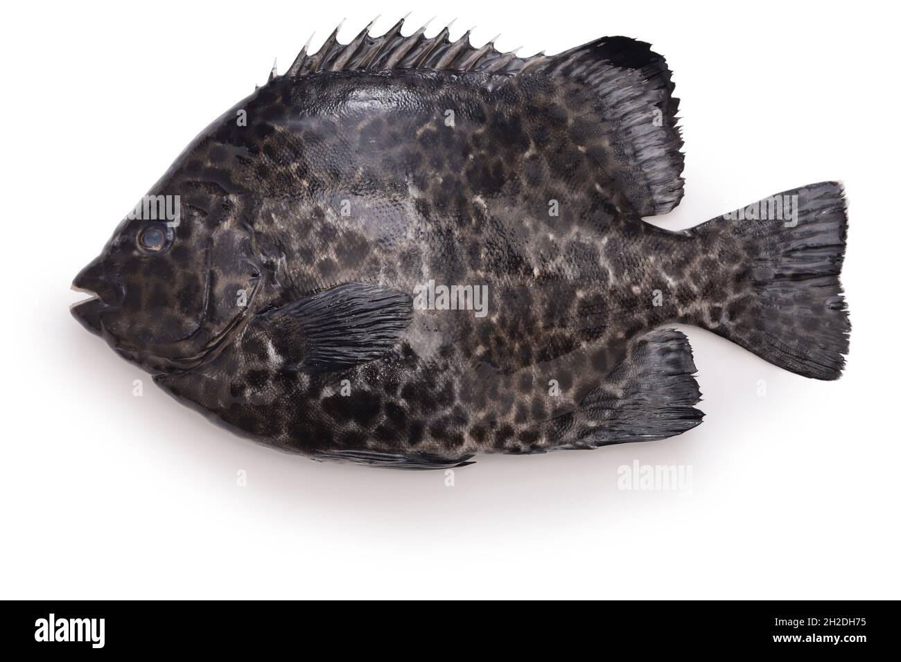 spotted knifejaw isolated on white background Stock Photo - Alamy