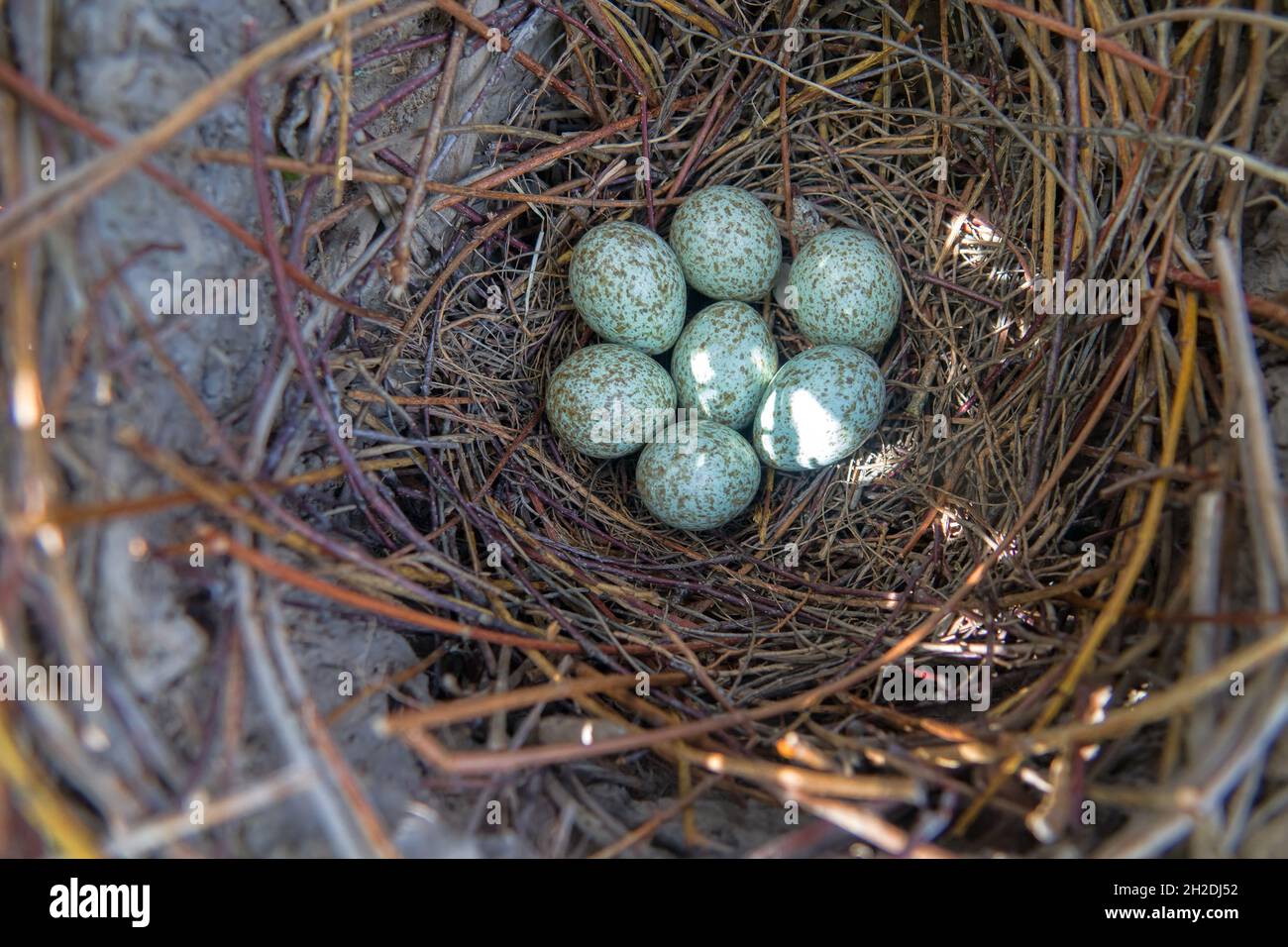 Magpie (Pica pica) nest is complex in structure. Massive elliptical ...