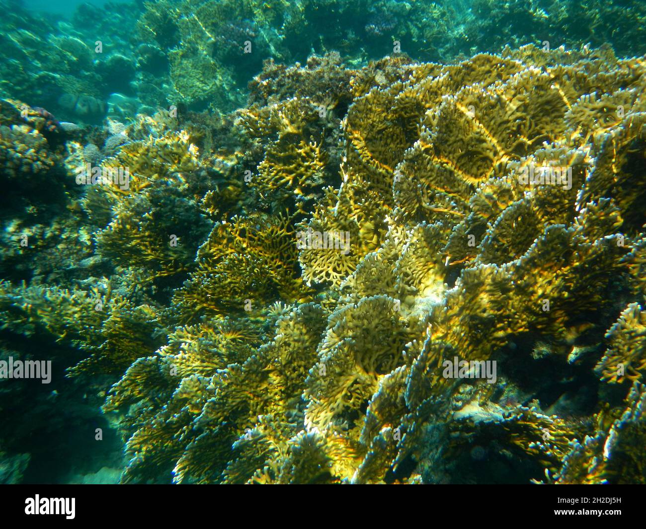 Koralle und Muschel / Coral and Shell Stock Photo - Alamy