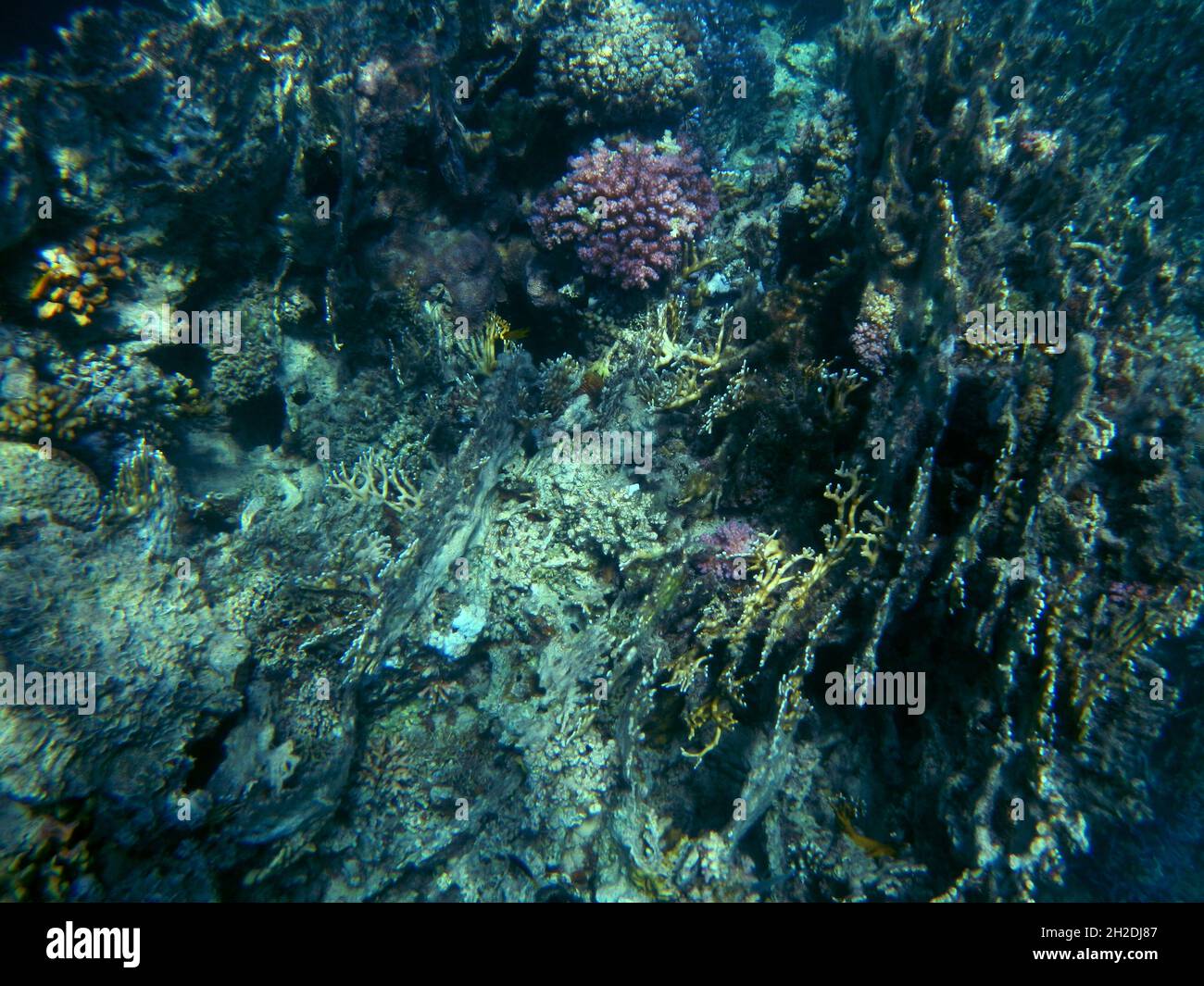 Koralle und Muschel / Coral and Shell Stock Photo - Alamy