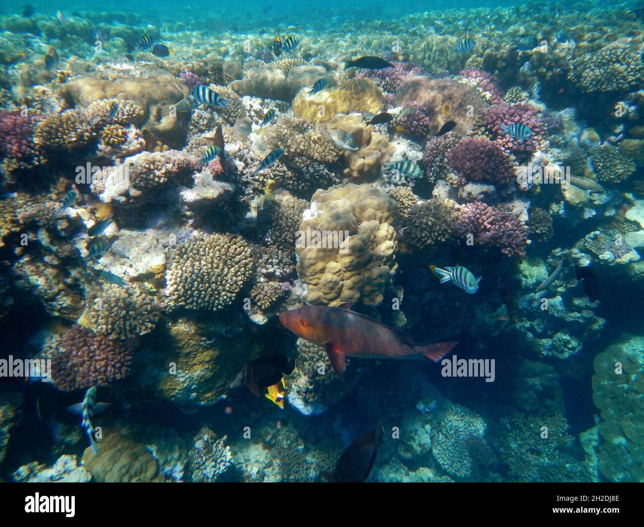 Kupferschnapper oder Doppelfleck-Schnapper / Two-spot red snapper or ...