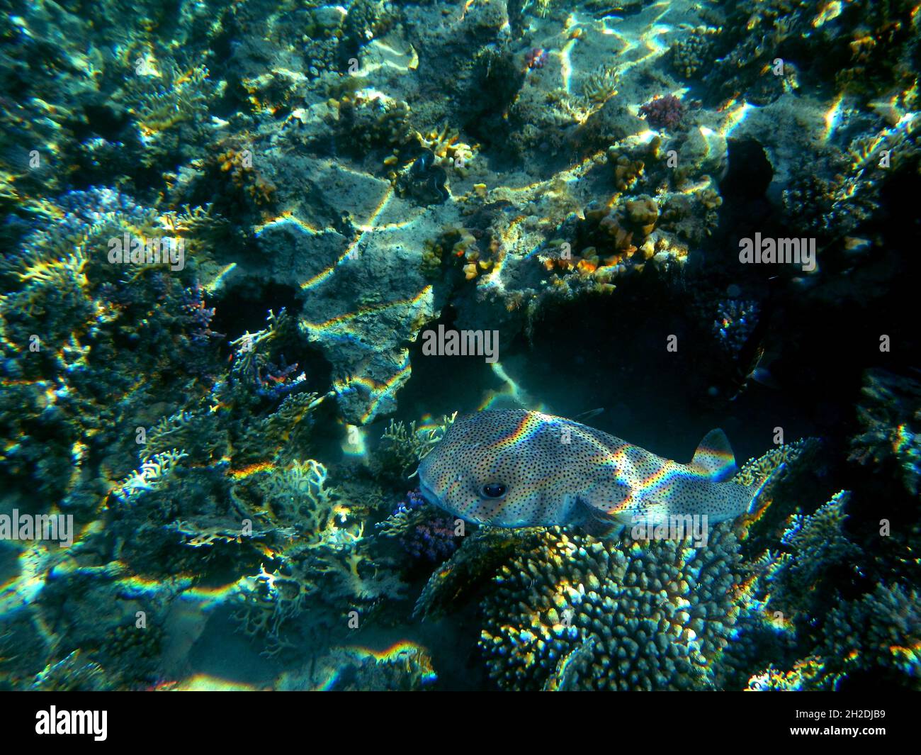 Gepunkteter Igelfisch / Spotted Porcupinefish / Diodon hystrix Stock ...