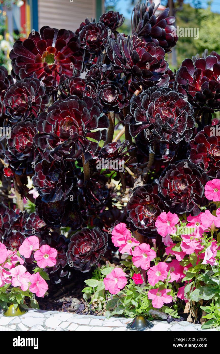 Large dark maroon flowers hi-res stock photography and images - Alamy