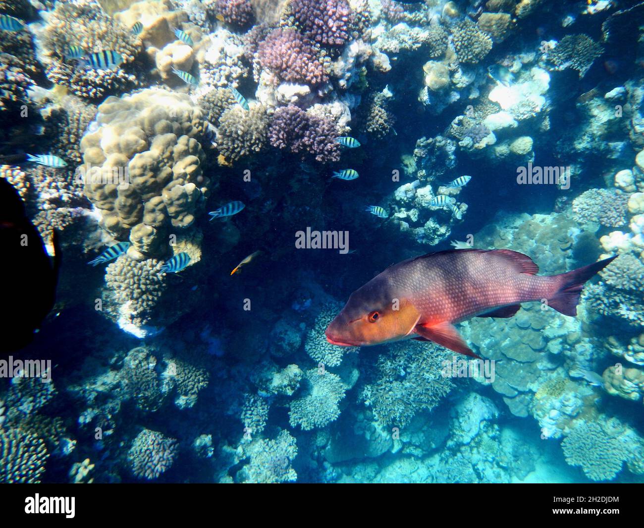 Kupferschnapper oder Doppelfleck-Schnapper / Two-spot red snapper or ...