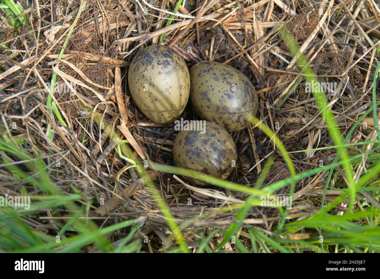 Common gull (Larus canus) nests on individual sedge hummocks in the ...