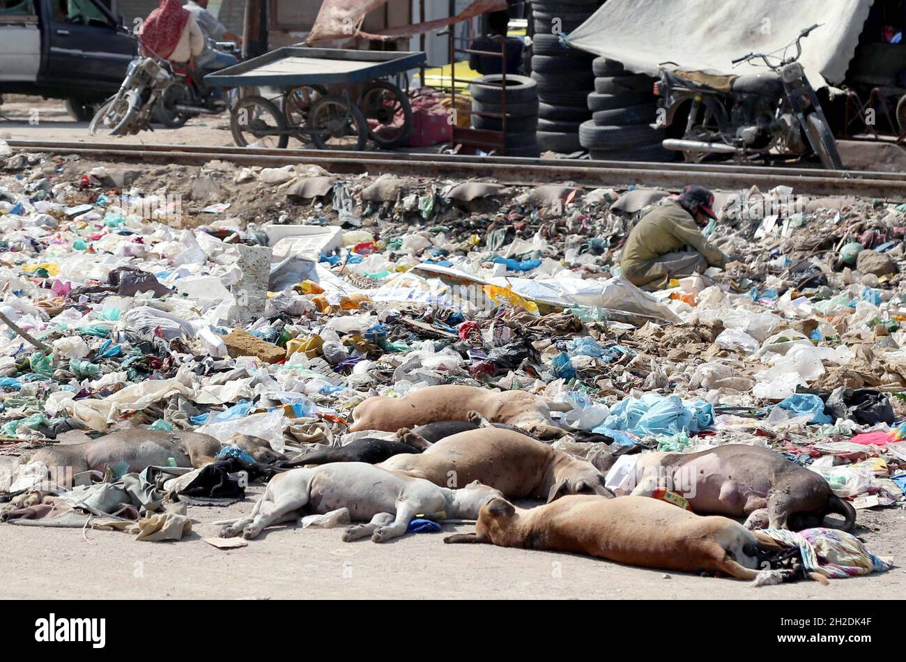 Huge heap of garbage and dead body of dogs creating problems for ...