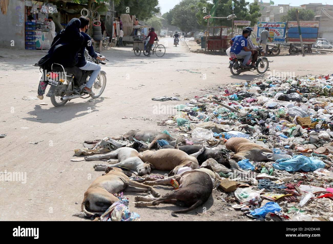 Huge heap of garbage and dead body of dogs creating problems for ...
