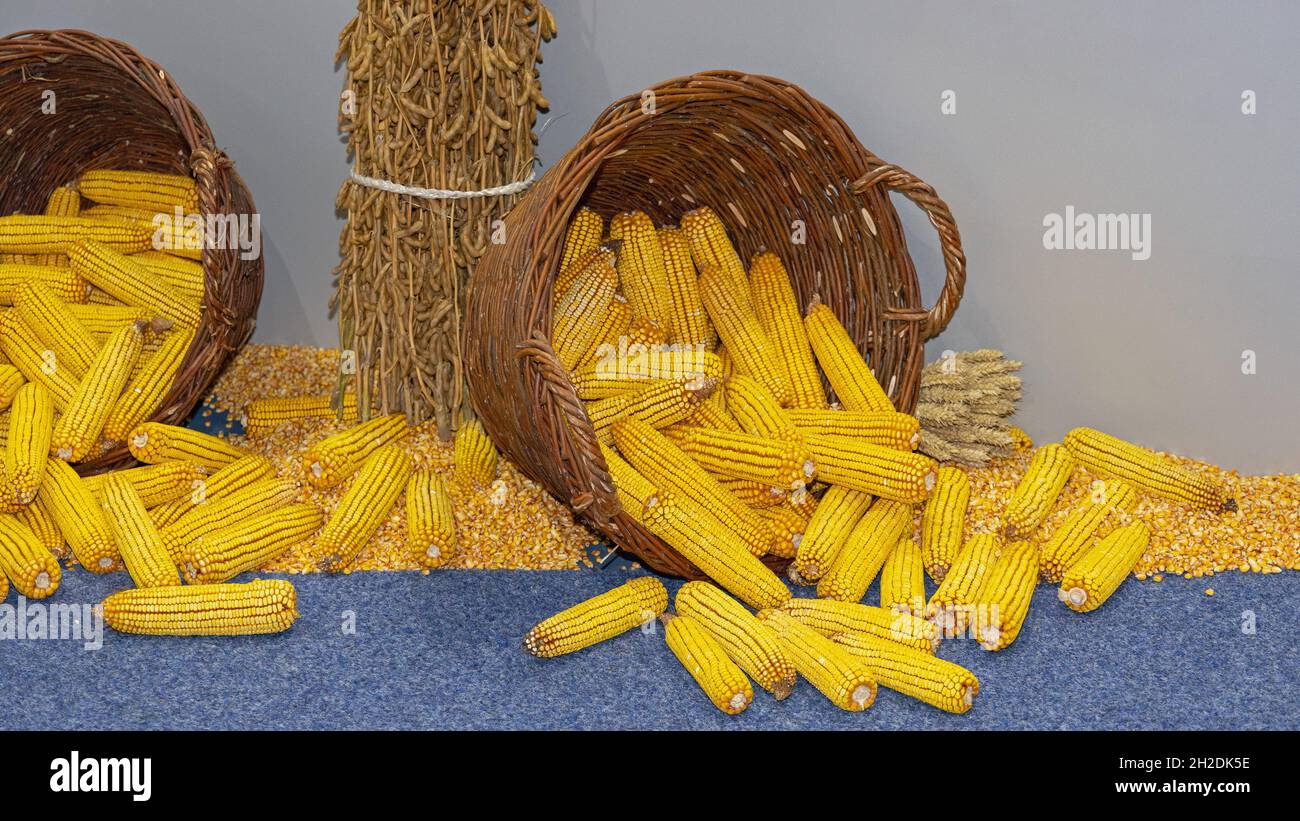 Wicker Basket of Maize Ears Corn Cobs Farm Harvest Stock Photo - Alamy
