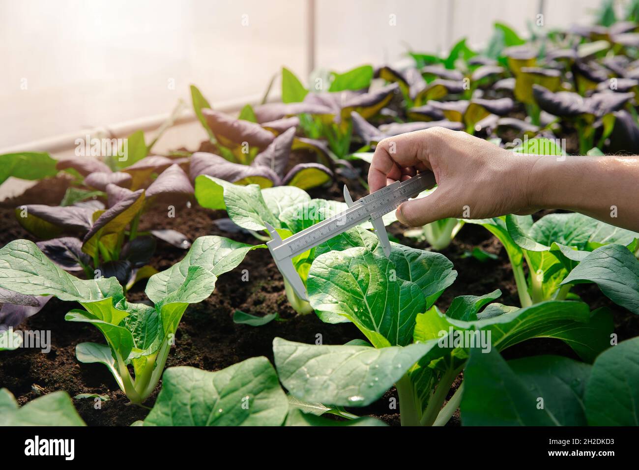 Farmers use vernier calipers to measure vegetables to track their ...