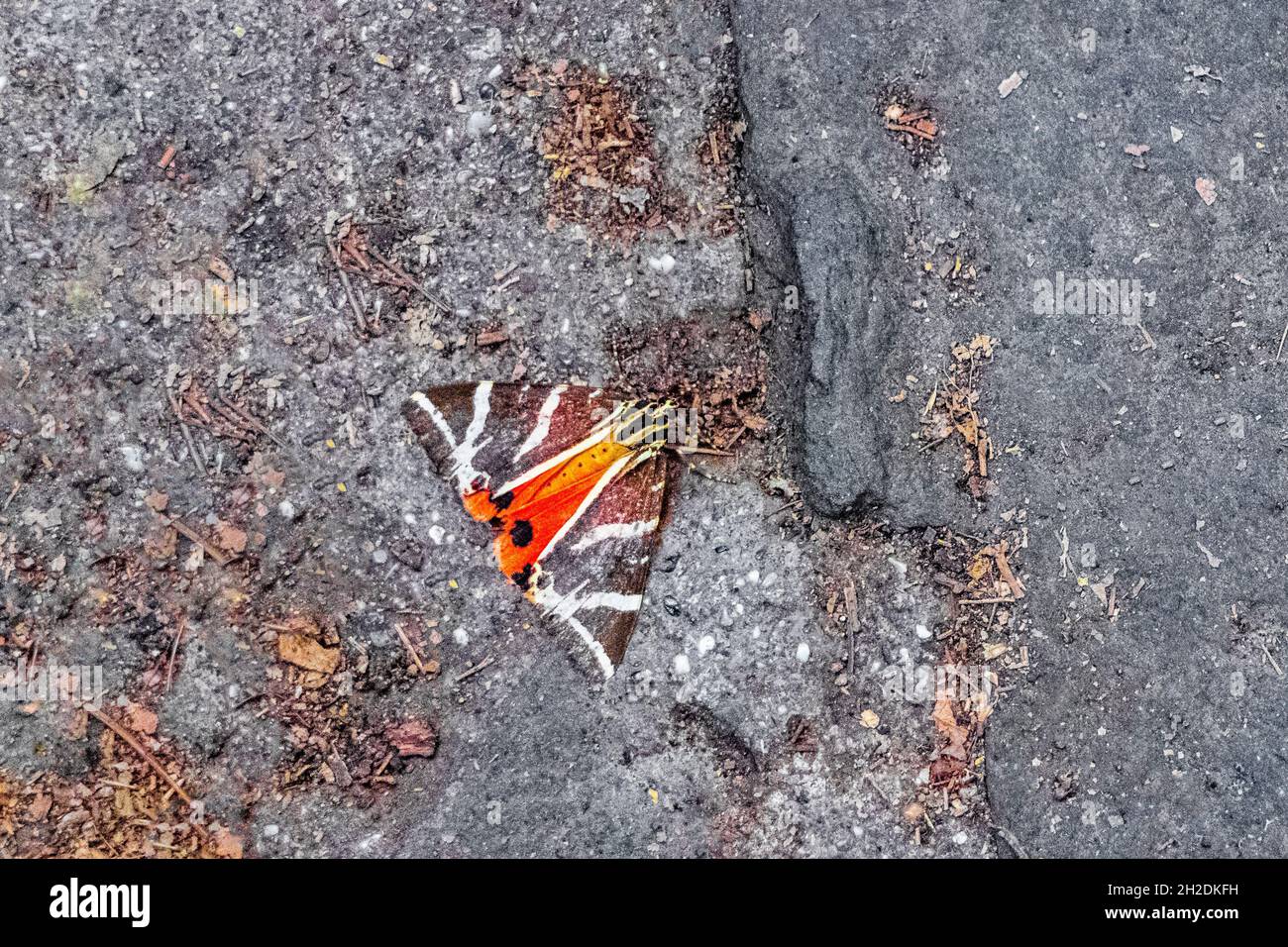 Red russian bear butterfly in the beautiful nature of Butterflies ...