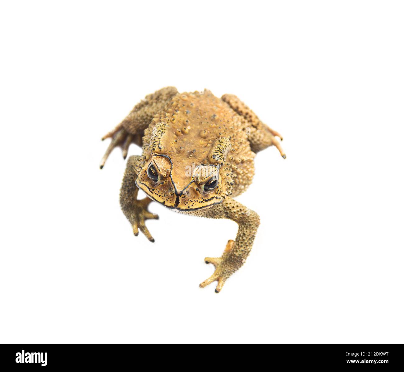 South Asian garden toad (Bufo melanostictus) from Vietnam. The ...