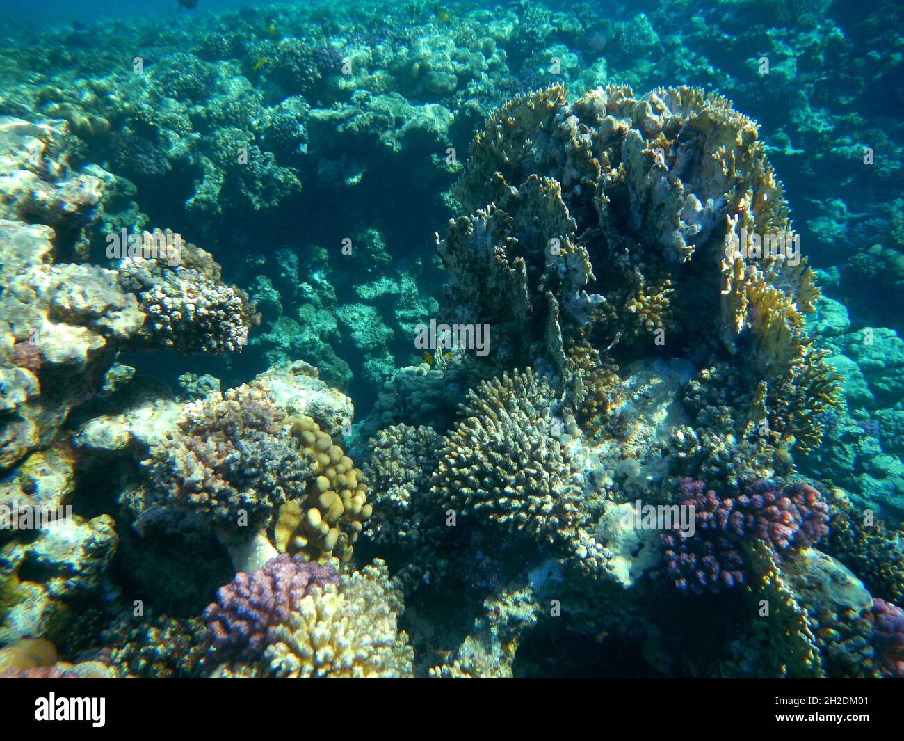 Koralle und Muschel / Coral and Shell Stock Photo - Alamy
