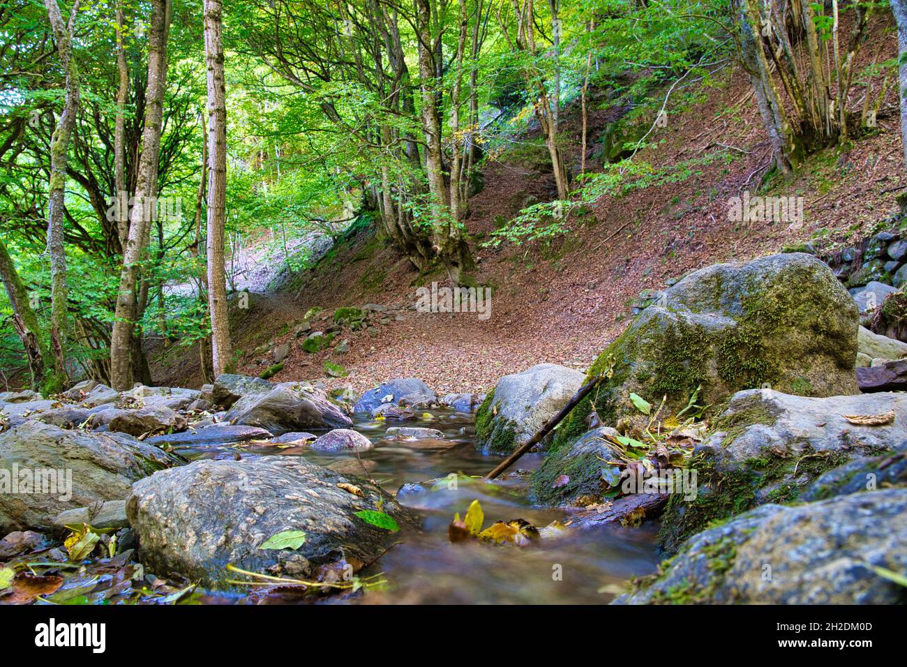 Walking pad in Carlac forest Stock Photo - Alamy